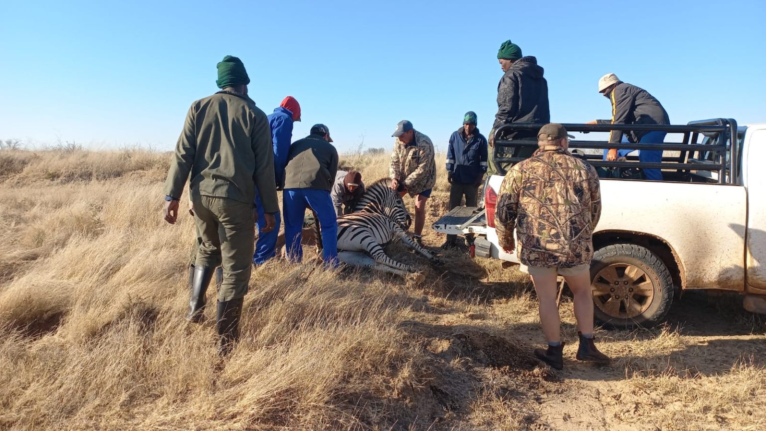 Helicon’s Boma Auctions – Helicon