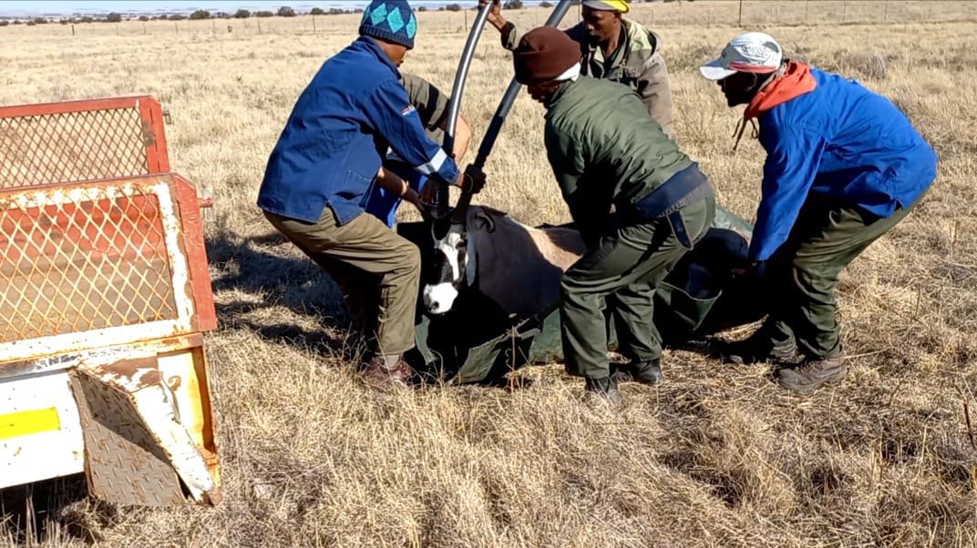 Helicon’s Boma Auctions – Helicon